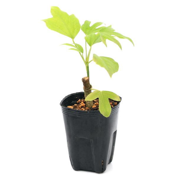 _gardening　ガーデニング　山野草植物　植物生体　ガーデニング生体　育て方　育成方法　栽培方法　カクレミノ　隠れ蓑　ウコギ　常緑小高木　20230317　ｙ23ｍ03　2023zenki　TI　seitaieventss202511