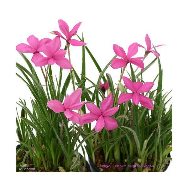 ガーデニング　emporio　all_plants　花　苗　栽培セット　Ｒｈｏｄｏｈｙｐｏｘｉｓ　ｂａｕｒｉｉ　ロードヒポキシス　アッツ桜　育て方　育成方法　栽培方法　bnr_hrgmgr