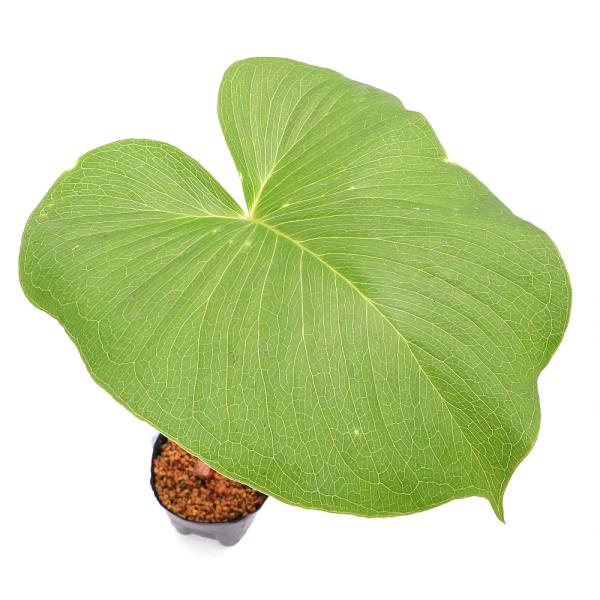 _gardening　ガーデニング　山野草　球根　蝮草　関東蝮草　カントウマムシグサ　テンナンショウ　マムシソウ　マムシグサ　植物　植物生体　ガーデニング生体　育て方　育成方法　栽培方法　盆栽　Ａｒｉｓａｅｍａ　ｓｅｒｒａｔｕｍ　サトイモ科...