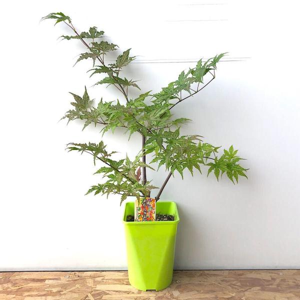 _gardening　観葉植物　苗　鉢植え　ポット　ガーデニング生体　育て方　育成方法　栽培方法　管理方法　植物　植物生体　植木　種類　剪定　園芸　山野草　樹木苗　モミジ　紅葉　苗木　カエデ　楓　盆栽　もみじの木　品種系モミジ　品種　カエデ...