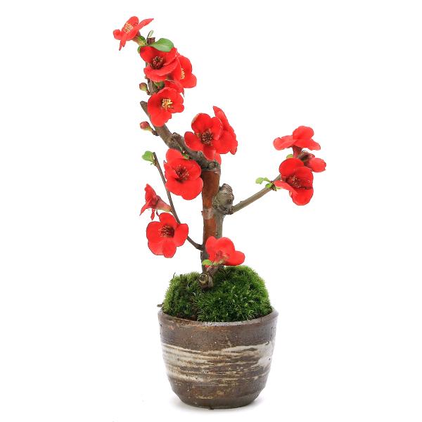 _gardening　_interior　ガーデニング　all_plants　花　苗　植物　植物生体　ガーデニング生体　育て方　育成方法　栽培方法　こけだま　こけ玉　苔玉　縁起木　縁起樹　盆栽　ボンサイ　苔盆栽　梅　木瓜　ボケ　長寿梅　um...