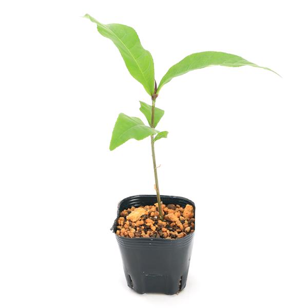 _gardening　ガーデニング　観葉植物　観葉　Barringtonia　racemosa　奄美諸島　熱帯アジア　マングローブ　舞香花　沢藤　モウカバナ　サワフジ　サガリバナ科　サガリバナ属　常緑高木　20230616　TI　2023k...