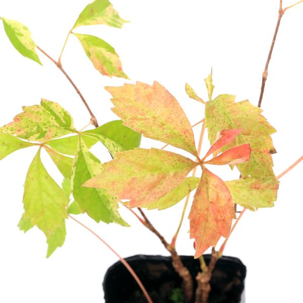 _hachu　_kame　_gardening　観葉植物　園芸　ガーデニング　ビバリウム　アクアテラリウム　パルダリウム　両爬向き植物　ブドウ科　パーセノシッサス属　ツタ属　つる性　蔓性　Parthenocissus　quinquefoli...