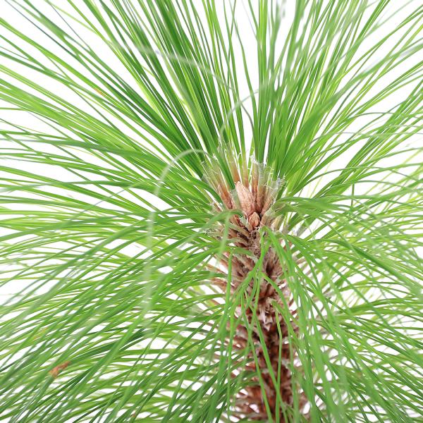 _gardening　ガーデニング　山野草　松　まつ　ダイオウショウ　ダイオウマツ　大王松　Ｐｉｎｕｓ　ｐａｌｕｓｔｒｉｓ　育て方　育成方法　栽培方法　お正月　縁起木　縁起樹　盆栽　ドライガーデン　ロックガーデン　20230717　ｙ23ｍ...
