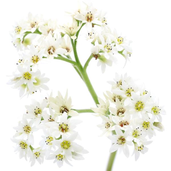 _gardening　ガーデニング　山野草　Ｍｕｋｄｅｎｉａ　ｒｏｓｓｉｉ　Ａｃｅｒｉｐｈｙｌｌｕｍ　イワヤツデ　岩八手　ユキノシタ科　タンチョウソウ属　ムクデニア属　kinenガーデニング　育て方　育成方法　栽培方法　bnr_hrgmgr...