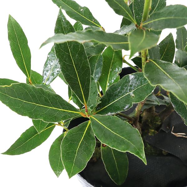 ハーブ　苗　herbpot_series　観葉植物　ベイリーフ　ローリエ　ローレル　laurier　ゲッケイジュ　月桂樹　香辛料　ロリエ　bay　leaf　leaves　Laurus　nobilis　ガーデニング　_gardening　鉢植...