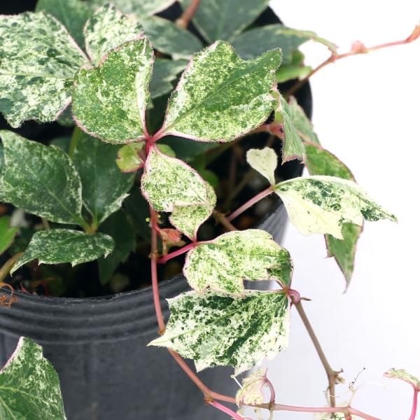 _gardening　ガーデニング　山野草　植物　植物生体　ガーデニング生体　秋の味覚　果樹　育て方　育成方法　栽培方法　Ｖｉｔｉｓ　ｃｏｉｇｎｅｔｉａｅ　ブドウ科　ブドウ属　葡萄　opa2_delete　夏蔦　冬蔦　木ズタ　木ヅタ　ナツツ...