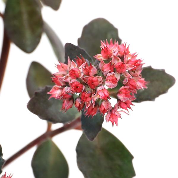 _gardening　ガーデニング　山野草植物　植物生体　ガーデニング生体　育て方　育成方法　栽培方法　カラスバミセバヤ　ミセバヤ　日高ミセバヤ　20230807　ｙ23ｍ08　MK　2023kouki　ＴＩ　Sedum　Bertram　A...