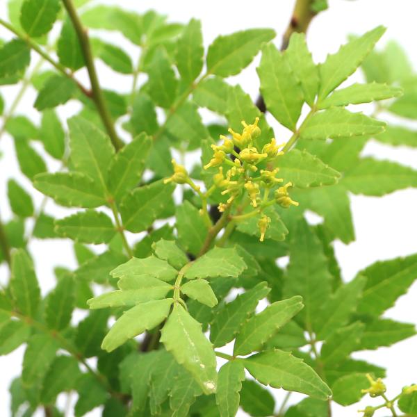 _gardening　ガーデニング　野菜　苗　山菜　家庭菜園　庭木　植物　植物生体　ガーデニング生体　育て方　育成方法　栽培方法　アゲハチョウ　カラスアゲハ　食草　蝶　餌　エサ　アゲハ蝶　サンショウ　山椒　山椒の苗　サンショウの苗　山椒の木...
