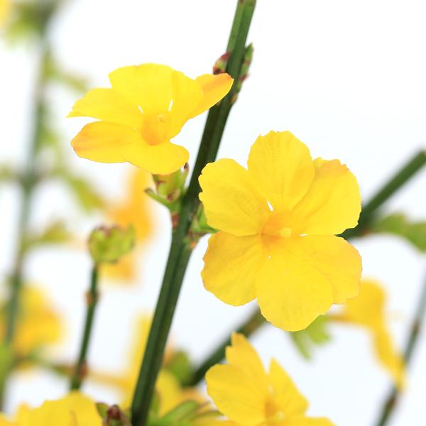 _gardening　_interior　ガーデニング　花　苗　鉢花　山野草　植木　盆栽　花木　育て方　育成方法　栽培方法　opa2_delete　kaijo　keirounohi　Jasminum nudiflorum　ウインタージャスミ...