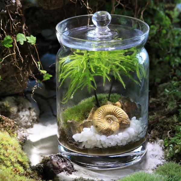 line2462terarium　interioraquastone　koketera　terrarium　mlmhousekotera　wintergift　kokebonsai　fathersday　テラリウム　テラリウムガラス　テラリ...
