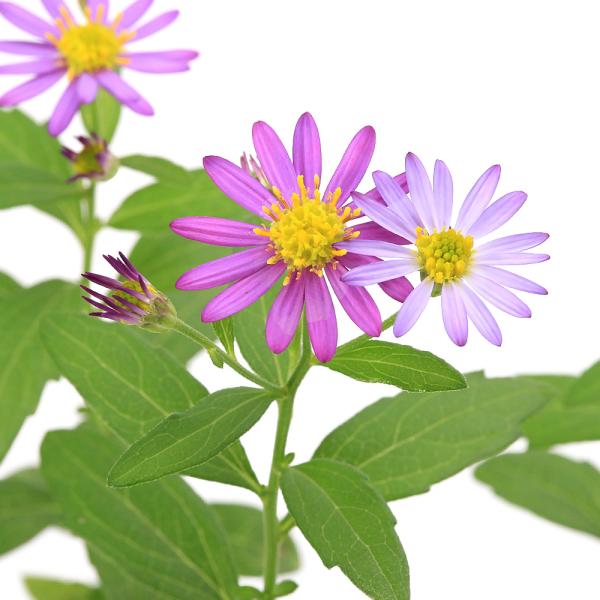 _gardening　ガーデニング　山野草　植物　植物生体　ガーデニング生体　育て方　育成方法　栽培方法　ノコンギク　野紺菊　品種　桃花　桃花野紺菊　トウセン　桃仙　Ａｓｔｅｒ　ｍｉｃｒｏｃｅｐｈａｌｕｓ　ｖａｒ．ｏｖａｔｕｓ　202403...