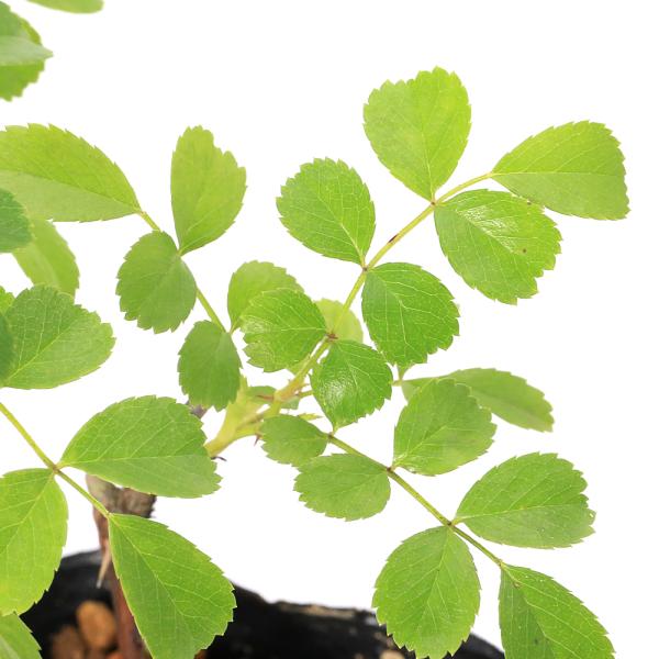 ガーデニング　山野草　植物　植物生体　ガーデニング生体　育て方　育成方法　栽培方法　盆栽　落葉低木　つる性低木　ノイバラ　野茨　ノバラ　野薔薇　いばら　バラ科　バラ属　Ｒｏｓａ　ｍｕｌｔｉｆｌｏｒａ　ｖａｒ．　ａｄｅｎｏｃｈａｅｔａ　202...