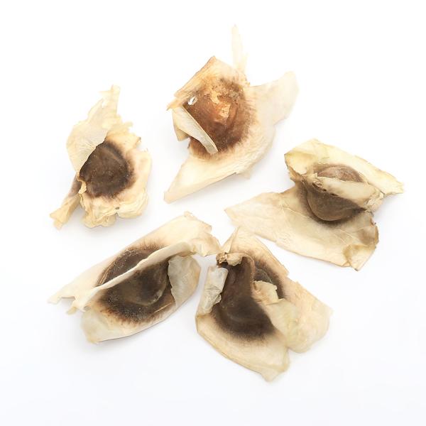 観葉植物　園芸　ガーデニング　育て方　育成方法　栽培方法　実生栽培　実生　熱帯花木　熱帯植物　有用植物　20240222　2024zenki　YH　種子　発芽　発芽方法　発芽率　y24m02　seedline2403