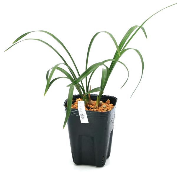 _gardening　gardening　ガーデニング　山野草　植物　植物生体　ガーデニング生体　育て方　育成方法　栽培方法　シンビジウム　Ｃｙｍｂｉｄｉｕｍ　ｇｏｅｒｉｎｇｉｉ　日本春蘭　ニホンシュンラン　春蘭　古典園芸　20240306...