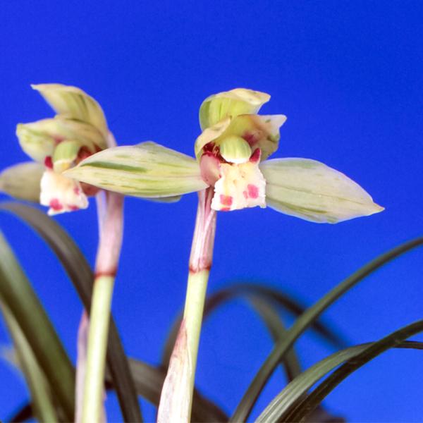 _gardening　gardening　ガーデニング　山野草　植物　植物生体　ガーデニング生体　育て方　育成方法　栽培方法　シンビジウム　Ｃｙｍｂｉｄｉｕｍ　ｇｏｅｒｉｎｇｉｉ　日本春蘭　ニホンシュンラン　春蘭　古典園芸　一茎一花　じじば...