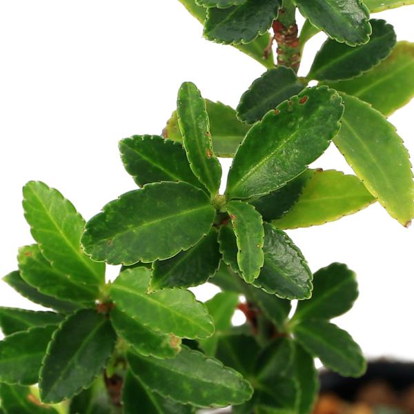 _gardening　ガーデニング　山野草植物　植物生体　ガーデニング生体　育て方　育成方法　栽培方法　ヒメマサキ　姫マサキ　餌　エサ　y24m07　20240708　YH　202４kouki