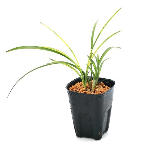 メーカー：■ _gardening　gardening　ガーデニング　山野草　植物　植物生体　ガーデニング生体　育て方　育成方法　栽培方法　シンビジウム　Ｃｙｍｂｉｄｉｕｍ　ｇｏｅｒｉｎｇｉｉ　日本春蘭　ニホンシュンラン　春蘭　古典園芸　一...