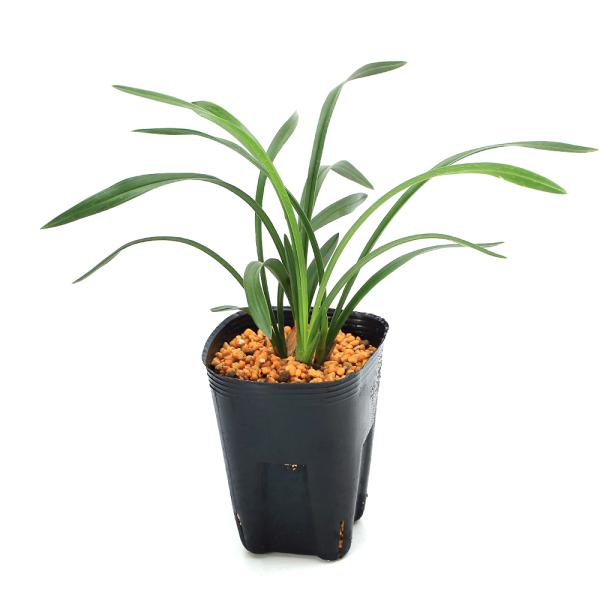 メーカー：■ _gardening　gardening　ガーデニング　山野草　植物　植物生体　ガーデニング生体　育て方　育成方法　栽培方法　シンビジウム　Ｃｙｍｂｉｄｉｕｍ　ｇｏｅｒｉｎｇｉｉ　日本春蘭　ニホンシュンラン　春蘭　古典園芸　一...