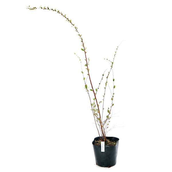 _gardening　ガーデニング　山野草　植物　植物生体　ガーデニング生体　育て方　育成方法　栽培方法　Ｓｐｉｒａｅａ　ｔｈｕｎｂｅｒｇｉｉ　コゴメバナ　コゴメヤナギ　雪柳　ユキヤナギ　バラ科　シモツケ属　落葉低木　落葉性低木　盆栽苗　庭...