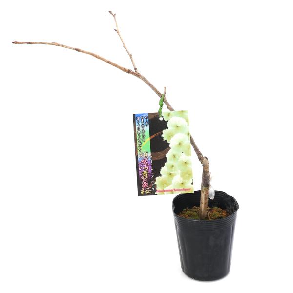 kotenplant　_gardening　ガーデニング　山野草　植物　植物生体　ガーデニング生体　育て方　育成方法　栽培方法　サクラ　桜　山桜　Ｃｅｒａｓｕｓ　バラ科　サクラ属　紅シダレ　紅枝垂れ　ベニシダレ　枝垂れ桜　ドライフラワー　フ...