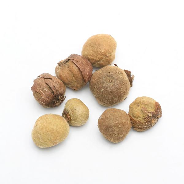 観葉植物　園芸　ガーデニング　育て方　育成方法　栽培方法　実生栽培　実生　熱帯花木　熱帯植物　有用植物　20240301　2024zenki　YH　種子　発芽　発芽方法　発芽率　y24m03　seedline2403　チーク　Ｔｅｃｔｏｎａ...