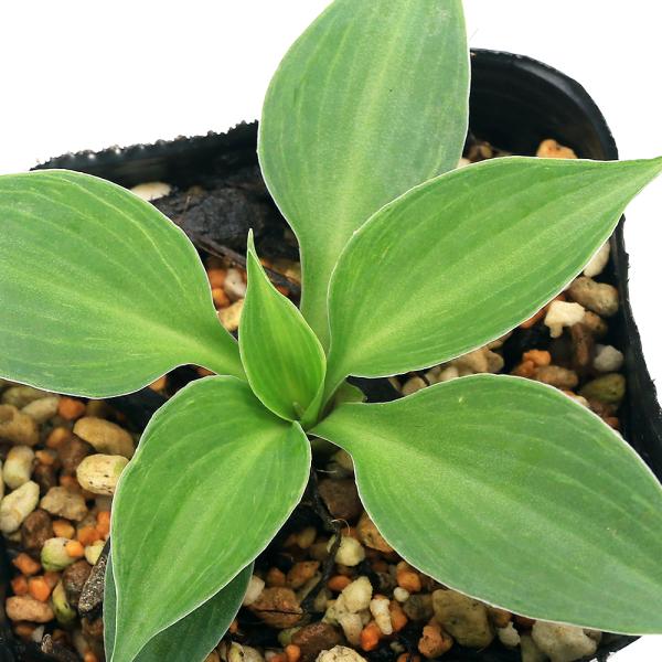 kotenplant　_gardening　ビオトープ　ガーデニング　水辺植物　その他水辺植物　両爬向き植物　山野草　植物生体　ガーデニング生体　育て方　育成方法　栽培方法　ギボウシ　キジカクシ科　ギボウシ属　ホスタ属　ホスタ　コーライ　タ...