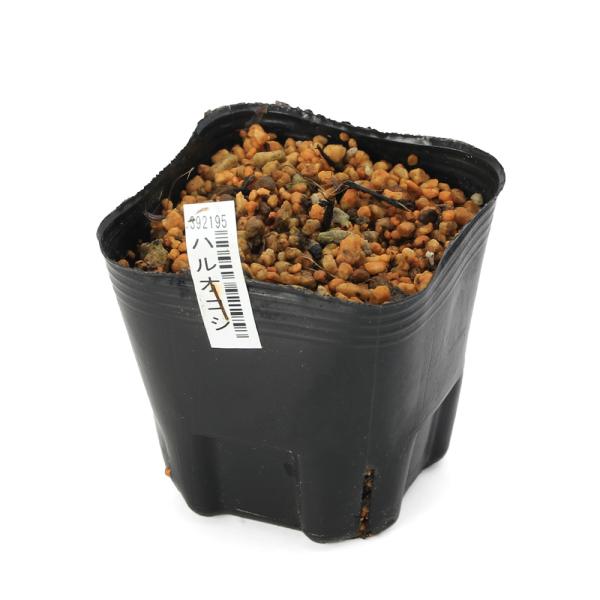 _gardening　ガーデニング　山野草　球根　ニリンソウ　二輪草　Ａｎｅｍｏｎｅ　ｆｌａｃｃｉｄａ　アネモネフラッキダ　フクベラ　ガショウソウ　キンポウゲ科　イチリンソウ属　キンポウゲ　植物　植物生体　ガーデニング生体　育て方　育成方法...