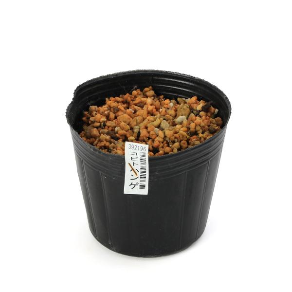 _gardening　ガーデニング　山野草　コビトハンゲ　小人半夏　Ａｒｉｓａｒｕｍ　ｐｒｏｂｏｓｃｉｄｅｕｍ　マウスプランツ　鼠草　20240712　YH　2024kouki　y24ｍ07　植物　植物生体　ガーデニング生体　育て方　育成方...