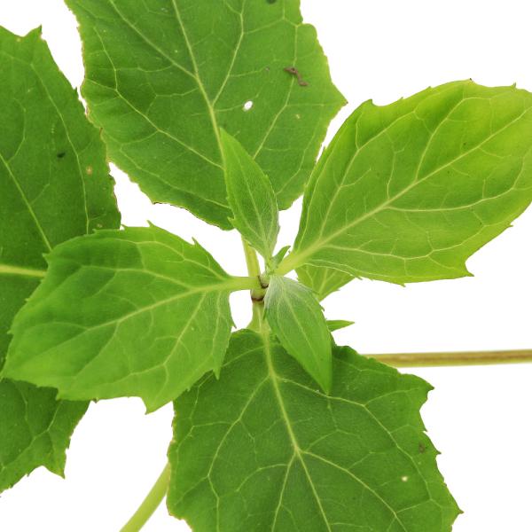 _gardening　_kame　ガーデニング　山野草　テラリウム　キンポウゲ　Ａｎｅｍｏｎｏｐｓｉｓ　ｍａｃｒｏｐｈｙｌｌａ　植物　植物生体　ガーデニング生体　育て方　育成方法　栽培方法　蓮華升麻　20240705　YH　y24ｍ07　2...