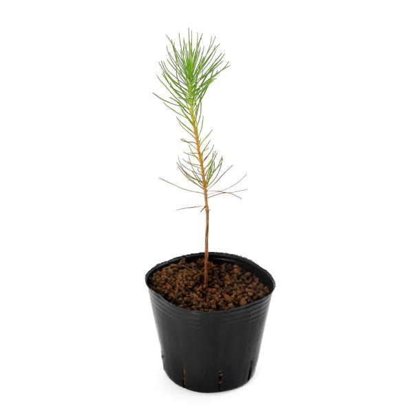 _gardening　ガーデニング　山野草　松　まつ　ダイオウショウ　ダイオウマツ　大王松　小苗　小品　小品盆栽　Ｐｉｎｕｓ　ｐａｌｕｓｔｒｉｓ　育て方　育成方法　栽培方法　お正月　縁起木　縁起樹　盆栽　20240705　YH　y24ｍ07...