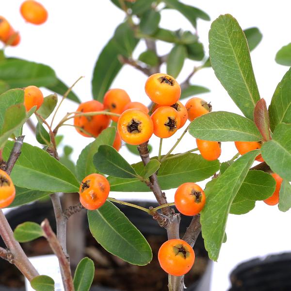 盆栽　ボンサイ　BONSAI　小品盆栽　鉢植え　サンザシ　ガーデニング　ハーブ　野菜　果物　emporio　常盤山　橘擬　トキワサンザシ　タチバナモドキ　観葉植物　all_plants　20240813　YH　2024kouki　ｙ24ｍ0...