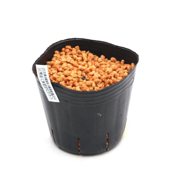 _gardening　ガーデニング　山野草　テラリウム　キンポウゲ　育て方　育成方法　栽培方法　bnr_hrgmgr　Ａｎｅｍｏｎｅｌｌａ　ｔｈａｌｉｃｔｒｏｉｄｅｓ　’Ｓｈｏａｆ’ｓ　Ｄｏｕｂｌｅ’　キンポウゲ科バイカカラマツソウ属　耐寒...