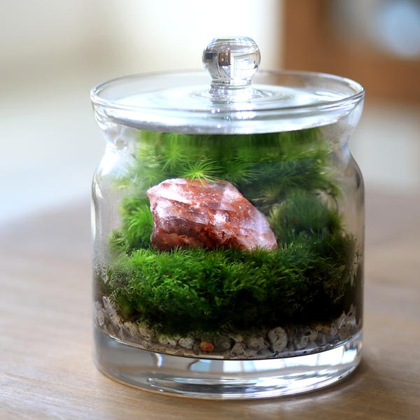 line2462terarium　interioraquastone　koketera　terrarium　テラリウム　テラリウムガラス　テラリウムキット　ガーデニング　観葉植物　苔テラリウム　コケテラリウム　苔盆栽　グラスアクア　インテリ...