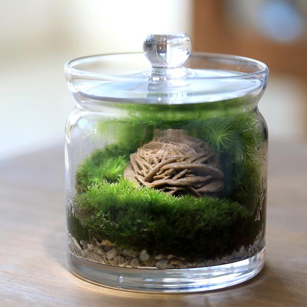 line2462terarium　interioraquastone　koketera　terrarium　テラリウム　テラリウムガラス　テラリウムキット　ガーデニング　観葉植物　苔テラリウム　コケテラリウム　苔盆栽　グラスアクア　インテリ...
