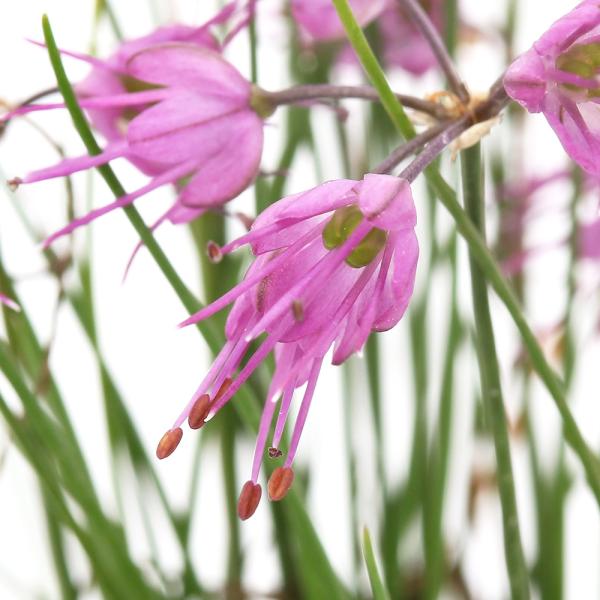ガーデニング　山野草　テラリウム　_gardening　植物　植物生体　ガーデニング生体　育て方　育成方法　栽培方法　千島ラッキョウ　チシマラッキョウ　ラッキョウ　Ａｌｌｉｕｍ　ｓｐｌｅｎｄｅｎｓ　ｖａｒ．　ｋｕｒｉｌｅｎｓｅ　ネギ科ネギ属...