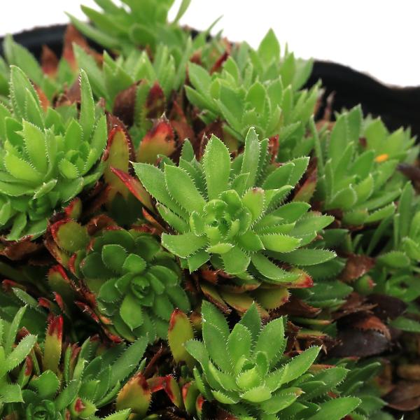 _gardening　ガーデニング　山野草　シソ科　Callicarpa　japonica　花壇苗　苗植物　植物生体　ガーデニング生体　育て方　育成方法　栽培方法　Ｓａｘｉｆｒａｇａ　ｂｒｏｎｃｈｉａｌｉｓ　ｓｕｂｓｐ．　ｆｕｎｓｔｏｎｉｉ...