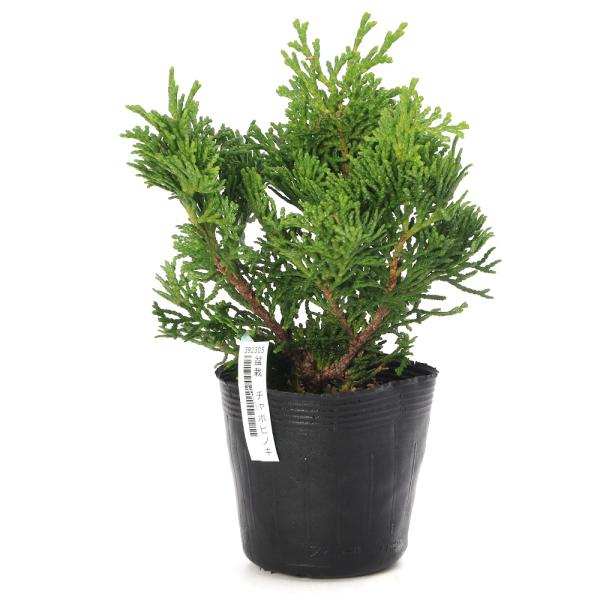 _gardening　ガーデニング　山野草　植物　植物生体　ガーデニング生体　育て方　育成方法　ひのき　檜　盆栽　ぼんさい　盆栽苗　樹木苗　針葉樹　木の苗　Ｃｈａｍａｅｃｙｐａｒｉｓ　ｏｂｔｕｓａ　Ｅｎｄｌ．ｖａｒ．ｂｒｅｖｉｒａｍｅａ．　...
