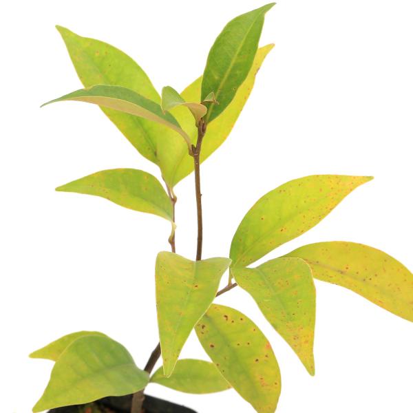 _gardening　ガーデニング　山野草　植物　植物生体　ガーデニング生体　育て方　育成方法　栽培方法　山毛欅　ブナ　ブナ科　ブナ属　落葉高木　シンボルツリー　庭木　盆栽　盆栽苗　Castanopsis　cuspidata　var.　lu...