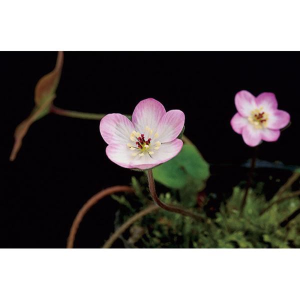 ガーデニング　山野草　テラリウム　雪割草　ユキワリソウ　三角草　ミスミソウ　植物　植物生体　ガーデニング生体　育て方　育成方法　栽培方法　Ｐｒｉｍｕｌａ　ｆａｒｉｎｏｓａ　ｓｕｂｓｐ．　ｍｏｄｅｓｔａ　テンジンバイ　ミスミソウ　三角草　スハ...