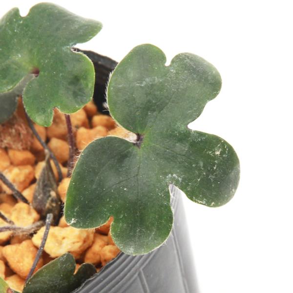 ガーデニング　山野草　テラリウム　雪割草　ユキワリソウ　三角草　ミスミソウ　植物　植物生体　ガーデニング生体　育て方　育成方法　栽培方法　Ｐｒｉｍｕｌａ　ｆａｒｉｎｏｓａ　ｓｕｂｓｐ．　ｍｏｄｅｓｔａ　ミスミソウ　三角草　スハマソウ　地桜花...