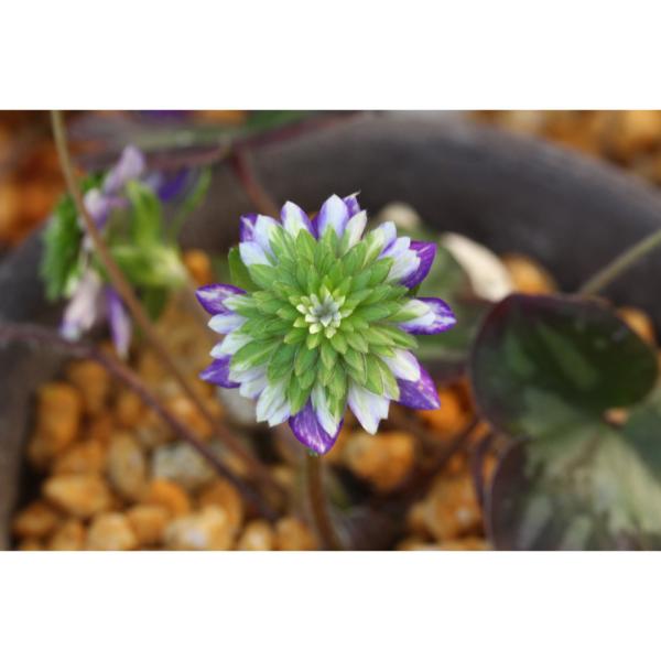 ガーデニング　山野草　テラリウム　雪割草　ユキワリソウ　三角草　ミスミソウ　植物　植物生体　ガーデニング生体　育て方　育成方法　栽培方法　Ｐｒｉｍｕｌａ　ｆａｒｉｎｏｓａ　ｓｕｂｓｐ．　ｍｏｄｅｓｔａ　ミスミソウ　三角草　スハマソウ　地桜花...