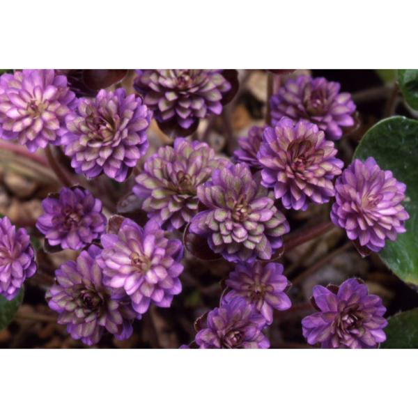 ガーデニング　山野草　テラリウム　雪割草　ユキワリソウ　三角草　ミスミソウ　植物　植物生体　ガーデニング生体　育て方　育成方法　栽培方法　Ｐｒｉｍｕｌａ　ｆａｒｉｎｏｓａ　ｓｕｂｓｐ．　ｍｏｄｅｓｔａ　ミスミソウ　三角草　スハマソウ　地桜花...