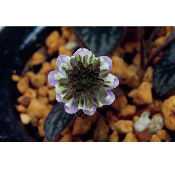 ガーデニング　山野草　テラリウム　雪割草　ユキワリソウ　三角草　ミスミソウ　植物　植物生体　ガーデニング生体　育て方　育成方法　栽培方法　Ｐｒｉｍｕｌａ　ｆａｒｉｎｏｓａ　ｓｕｂｓｐ．　ｍｏｄｅｓｔａ　ミスミソウ　三角草　スハマソウ　地桜花...