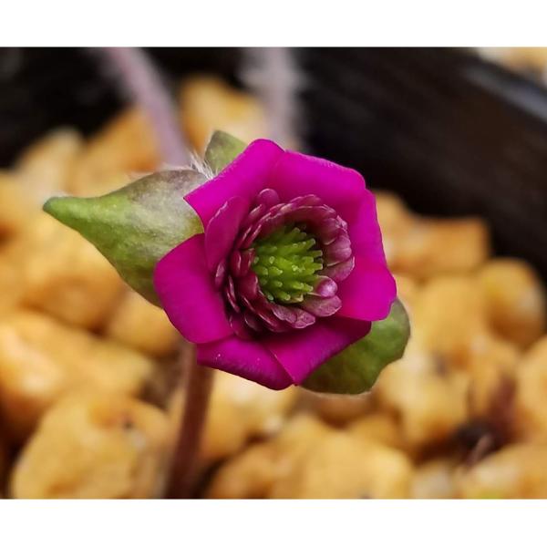 ガーデニング　山野草　テラリウム　雪割草　ユキワリソウ　三角草　ミスミソウ　植物　植物生体　ガーデニング生体　育て方　育成方法　栽培方法　Ｐｒｉｍｕｌａ　ｆａｒｉｎｏｓａ　ｓｕｂｓｐ．　ｍｏｄｅｓｔａ　ミスミソウ　三角草　スハマソウ　地桜花...