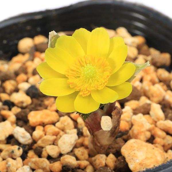 ガーデニング　花　苗　ガンジツソウ　元日草　ツイタチソウ　朔日草　キンポウゲ　育て方　育成方法　栽培方法　観葉植物　フクジュソウ　縁起　お正月　Adonis　amurensis　ガンジツソウ　元日草　ツイタチソウ　朔日草　キンポウゲ科フクジ...