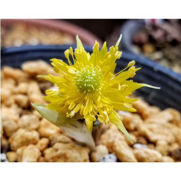 ガーデニング　花　苗　ガンジツソウ　元日草　ツイタチソウ　朔日草　キンポウゲ　育て方　育成方法　栽培方法　観葉植物　フクジュソウ　縁起　お正月　Ａｄｏｎｉｓ　ａｍｕｒｅｎｓｉｓ　ガンジツソウ　元日草　ツイタチソウ　朔日草　キンポウゲ科フクジ...