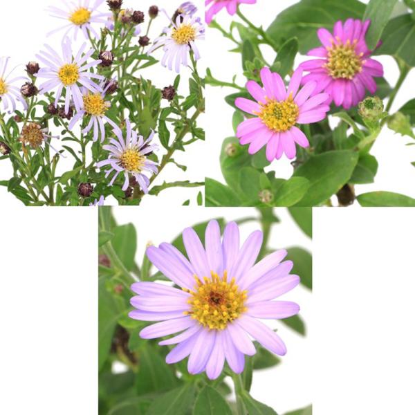 _aqua　_gardening　ガーデニング　観葉植物　all_plants　植物　植物生体　ガーデニング生体　育て方　育成方法　栽培方法　日本　本州　タニカワ　四国　九州　キク科シオン属　野紺菊　Ａｓｔｅｒ　ｍｉｃｒｏｃｅｐｈａｌｕｓ　...