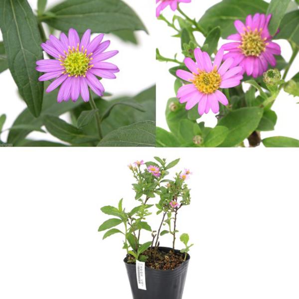 _aqua　_gardening　ガーデニング　観葉植物　all_plants　植物　植物生体　ガーデニング生体　育て方　育成方法　栽培方法　日本　本州　タニカワ　四国　九州　キク科シオン属　野紺菊　Ａｓｔｅｒ　ｍｉｃｒｏｃｅｐｈａｌｕｓ　...