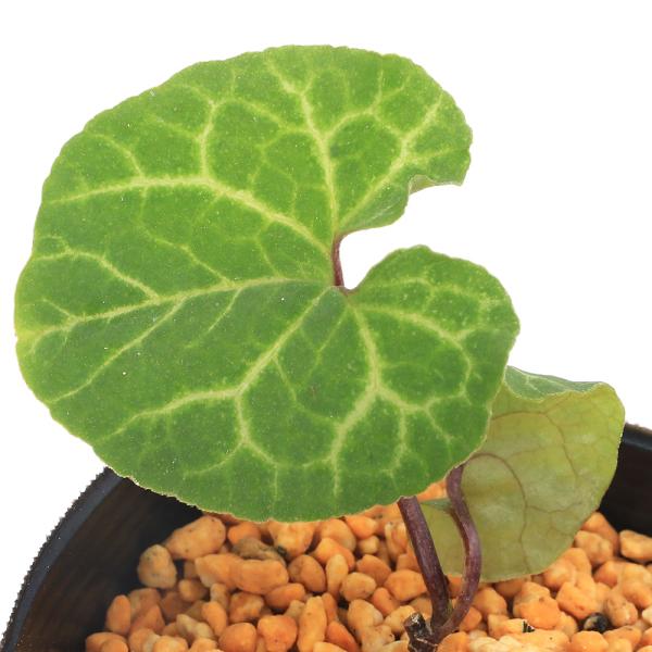 kotenplant　_gardening　育て方　育成方法　栽培方法　古典園芸　園芸　ガーデニング　山野草　盆栽　多年草　品種　種類　花　花苗　サイシン　細辛　カンアオイ　寒葵　アオイ　葵　Ａｓａｒｕｍ　ａｌｂｏｍａｃｕｌａｔｕｍ　アリサ...